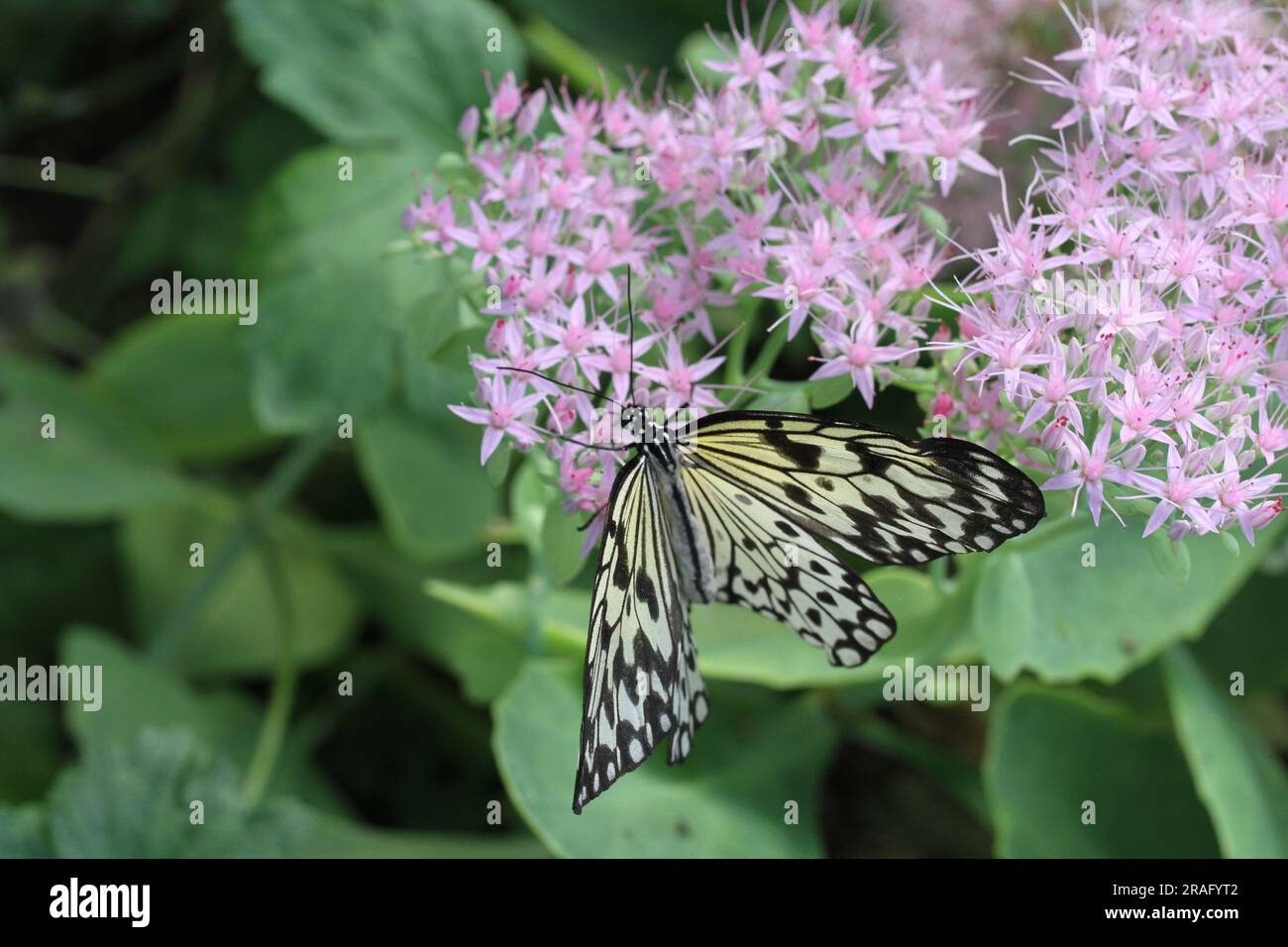 view of insects in insectarium Stock Photo - Alamy