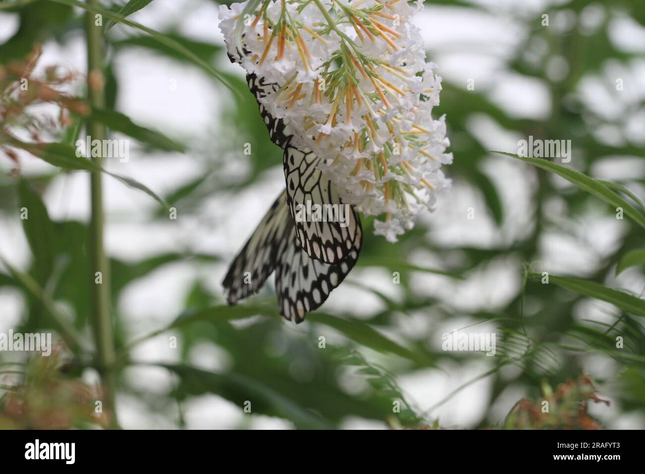 view of insects in insectarium Stock Photo - Alamy