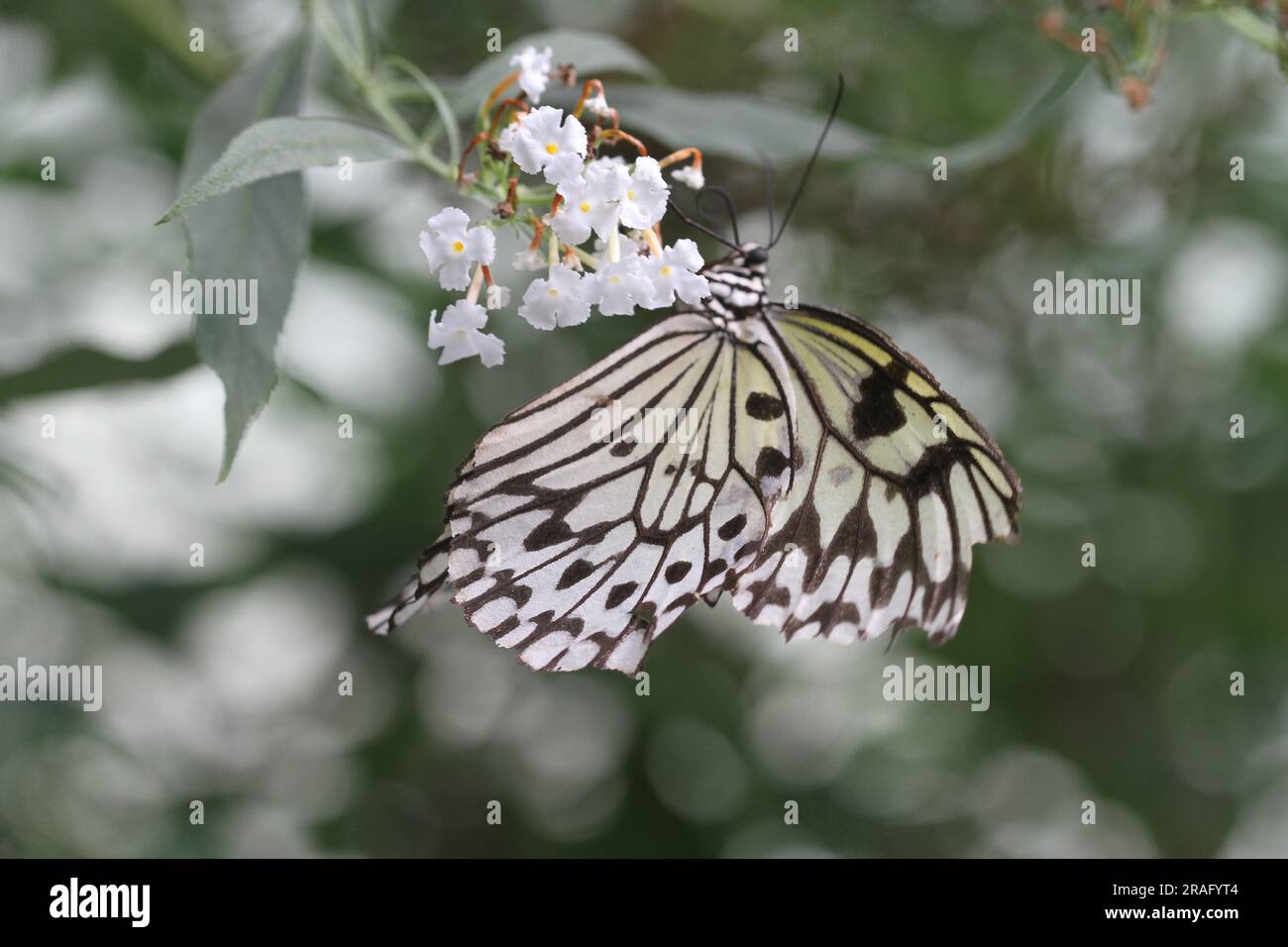 view of insects in insectarium Stock Photo - Alamy
