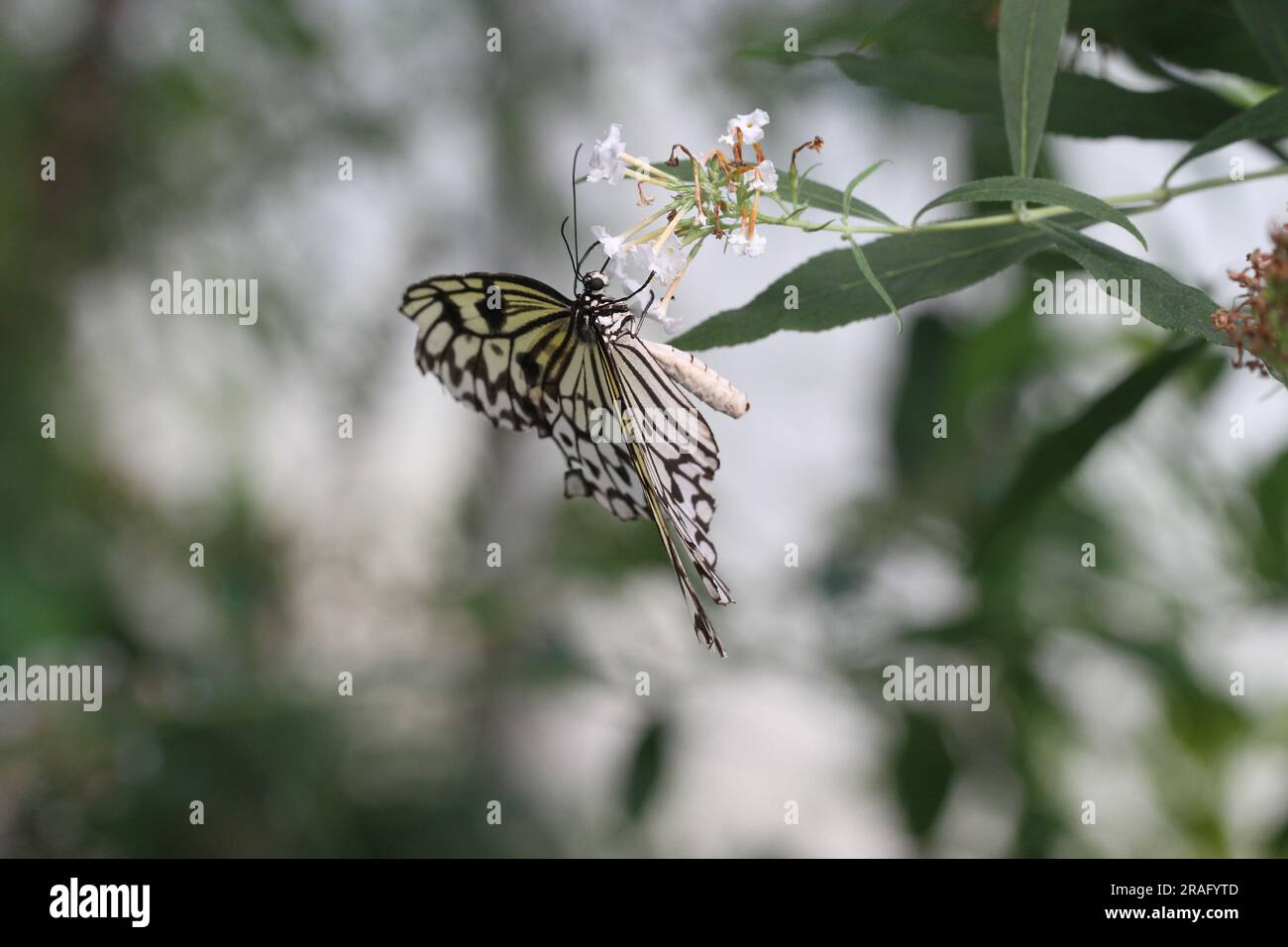 view of insects in insectarium Stock Photo - Alamy