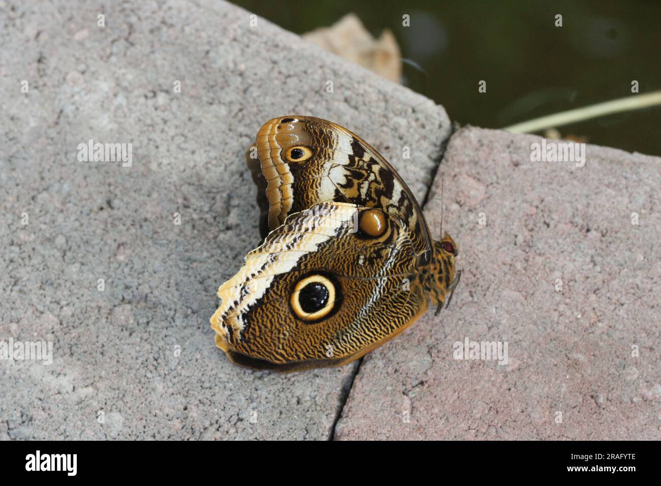 Newfoundland insectarium hi-res stock photography and images - Alamy