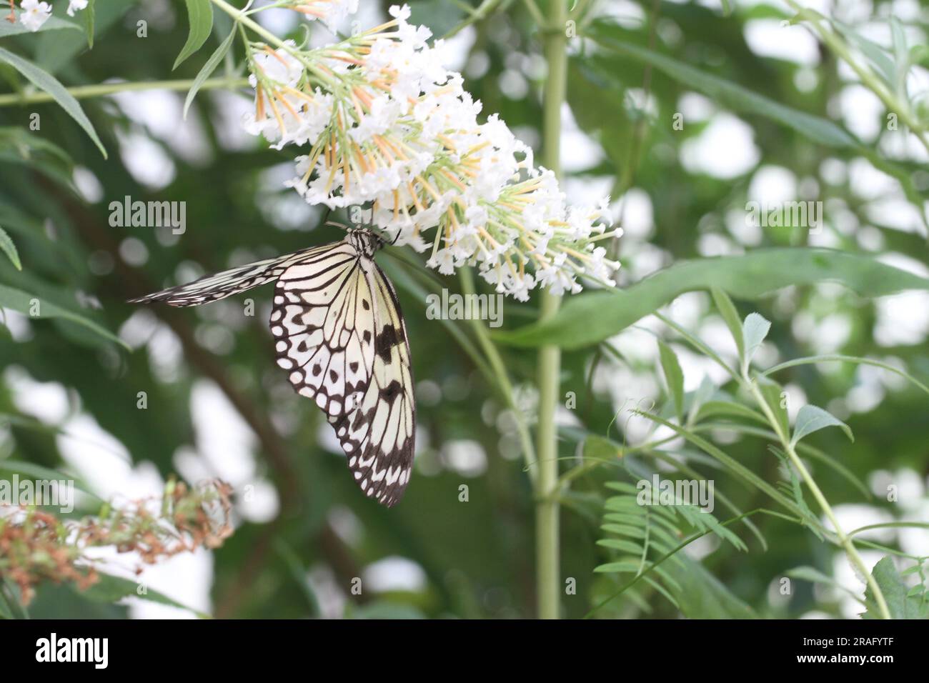 view of insects in insectarium Stock Photo - Alamy