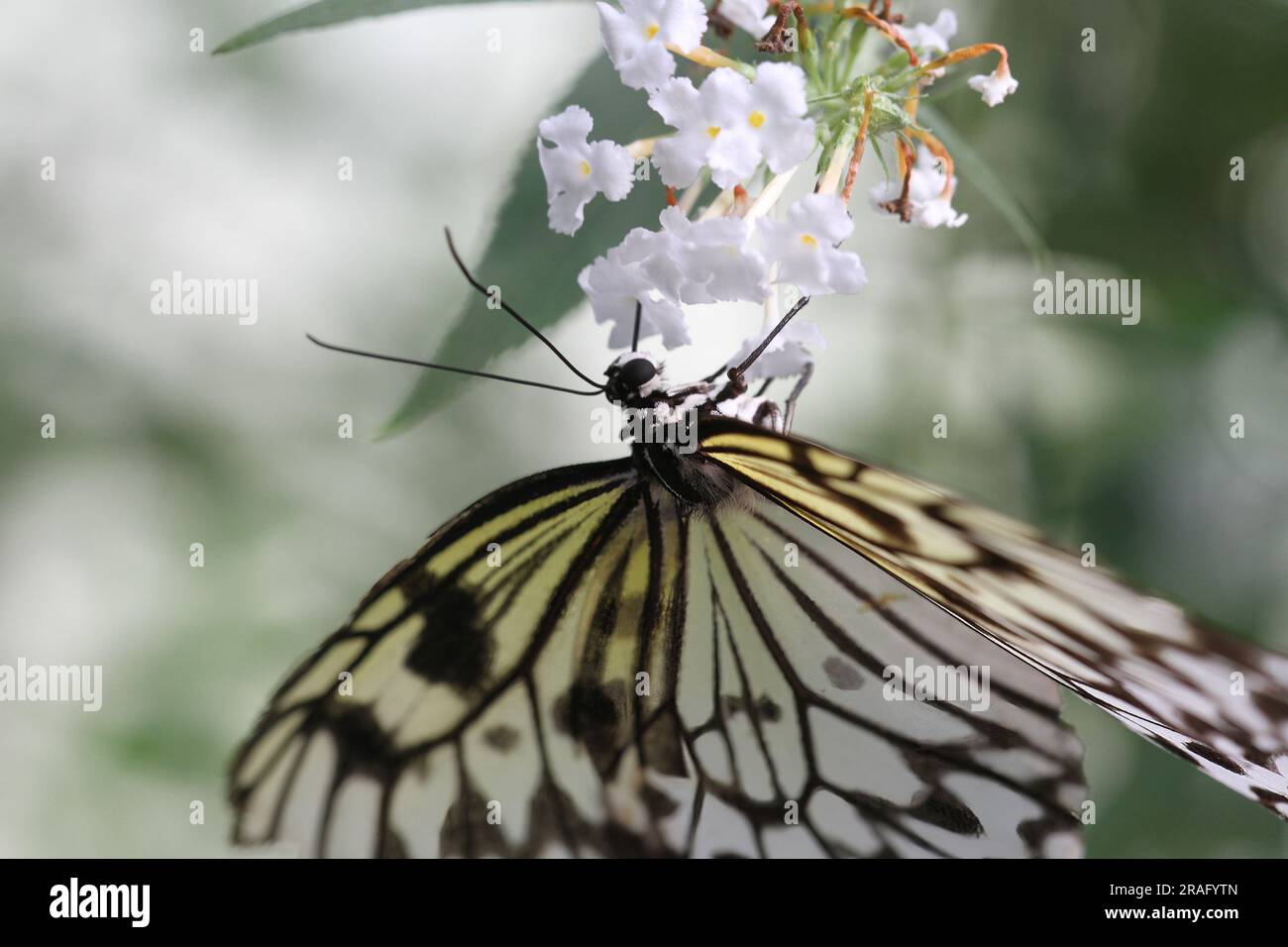 view of insects in insectarium Stock Photo - Alamy