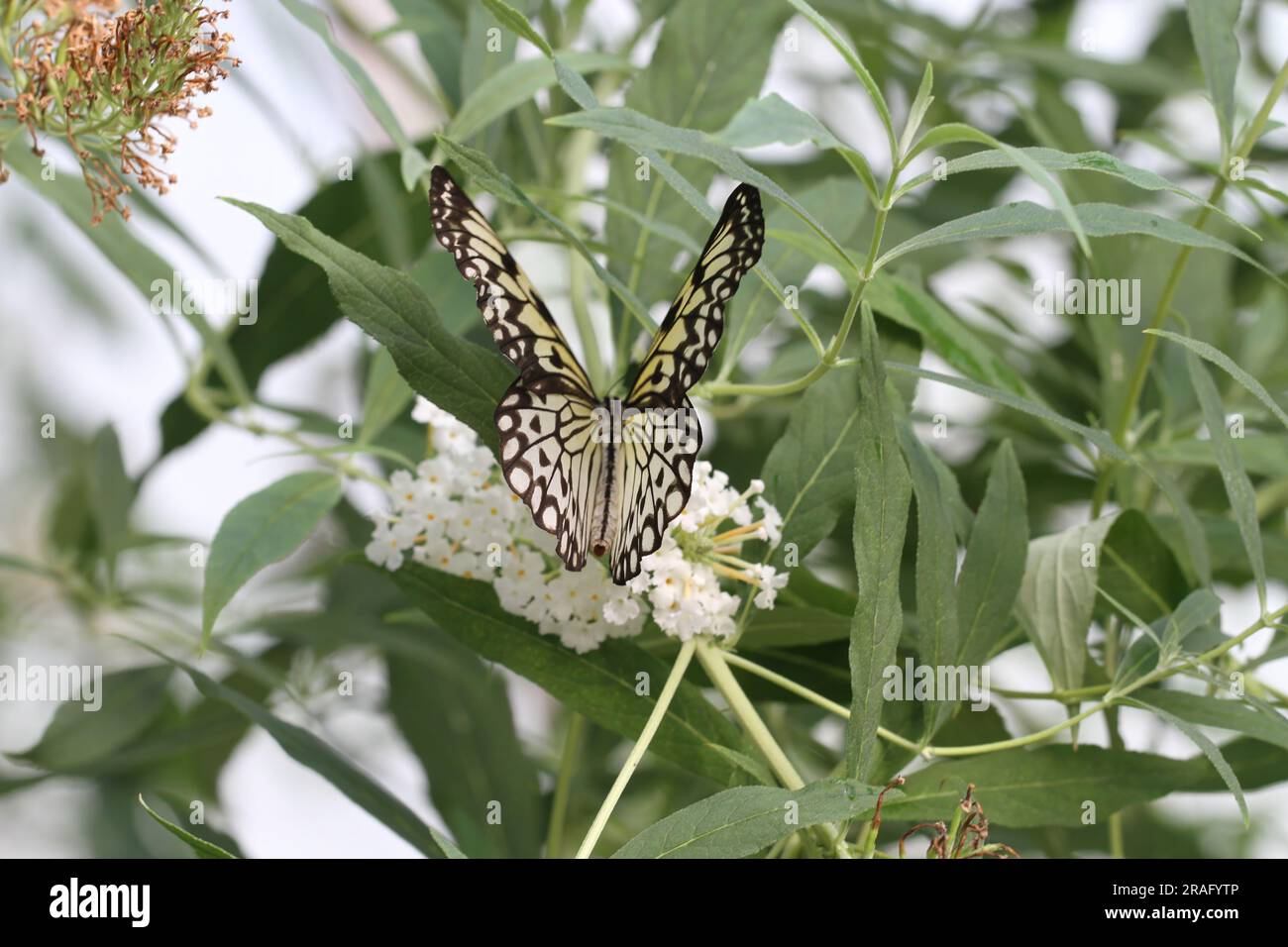 view of insects in insectarium Stock Photo - Alamy