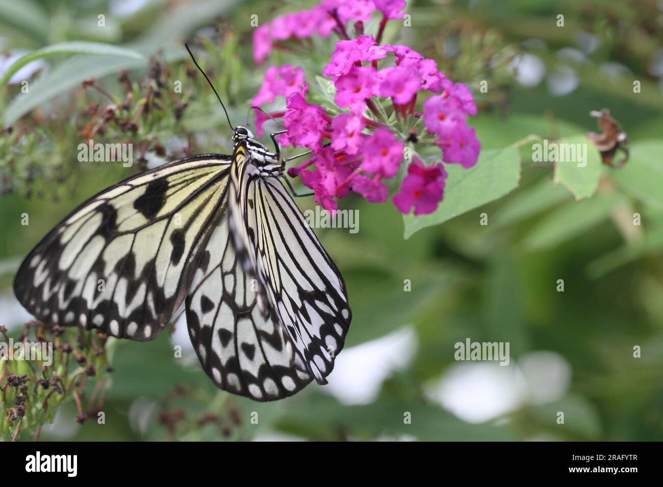 Newfoundland insectarium hi-res stock photography and images - Alamy