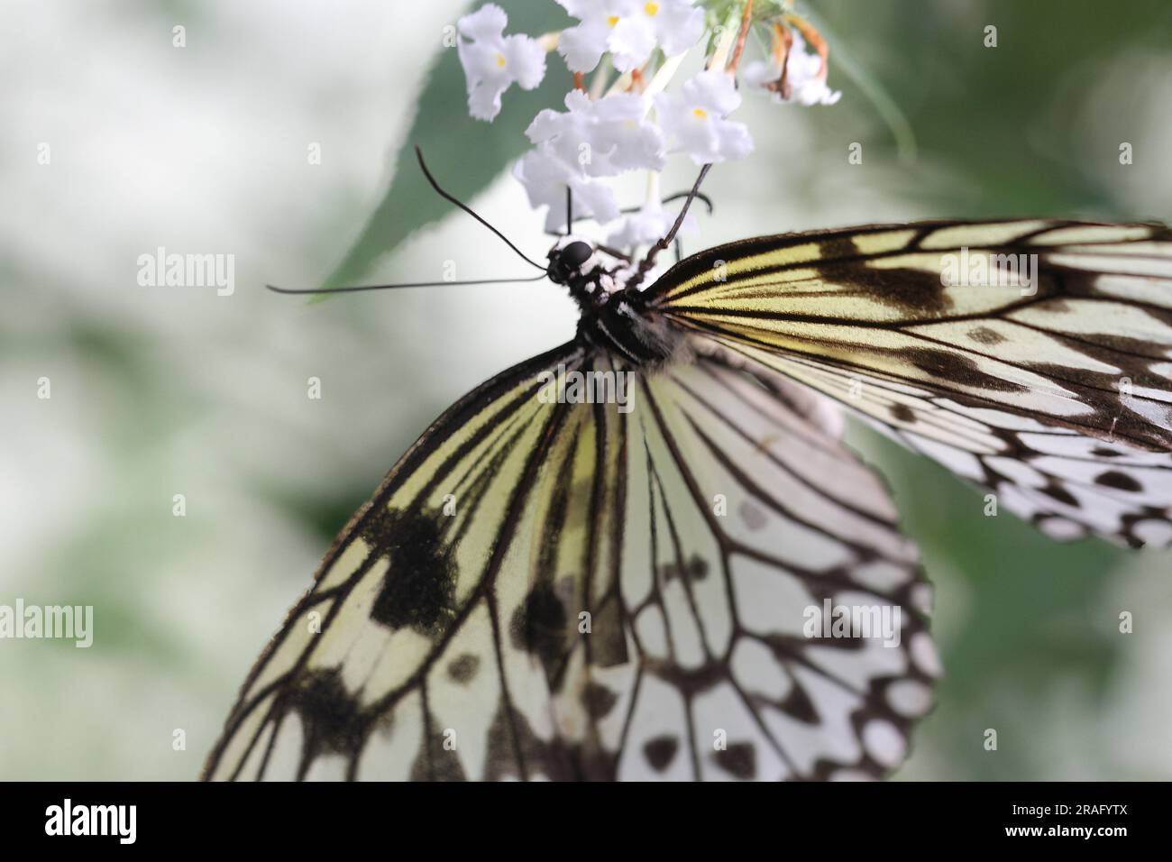 view of insects in insectarium Stock Photo - Alamy