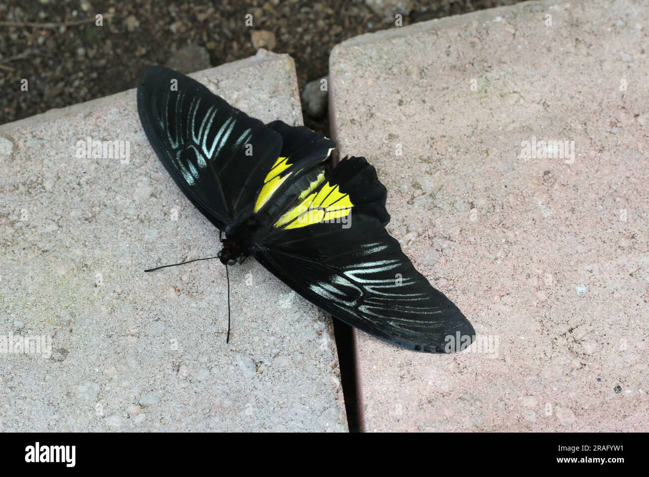 Newfoundland insectarium hi-res stock photography and images - Alamy