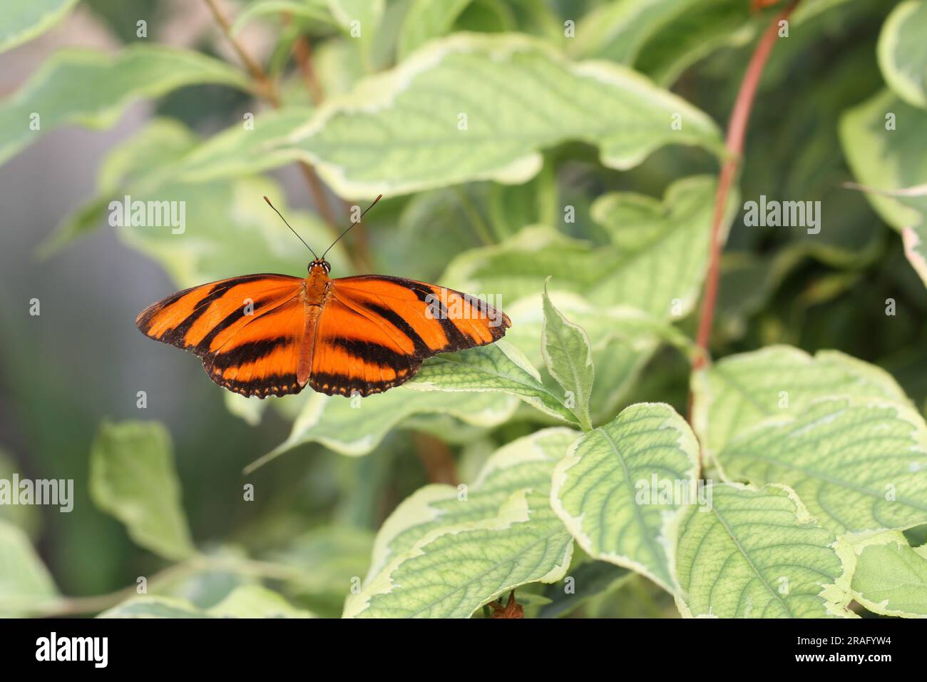view of insects in insectarium Stock Photo - Alamy