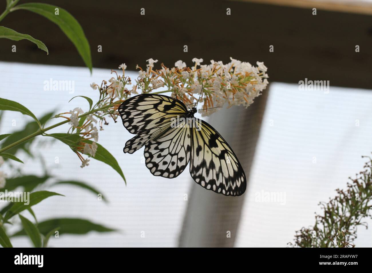 view of insects in insectarium Stock Photo - Alamy