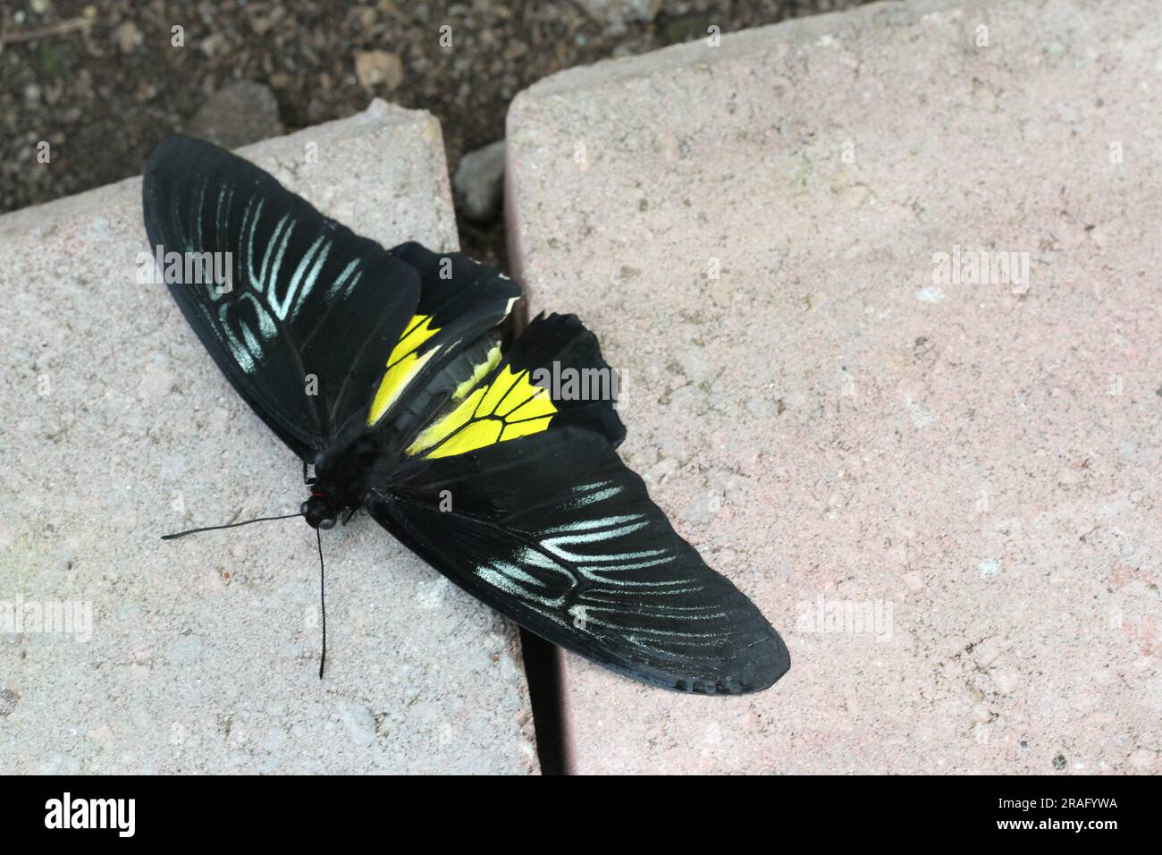 Newfoundland insectarium hi-res stock photography and images - Alamy