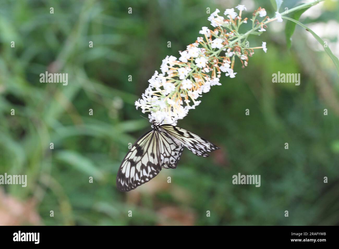Newfoundland insectarium hi-res stock photography and images - Alamy