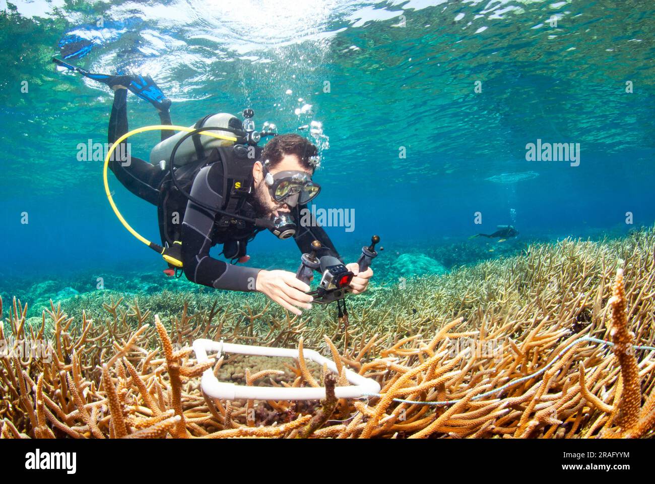 Marine biologists diving in Cordelia Banks for research and reef ...
