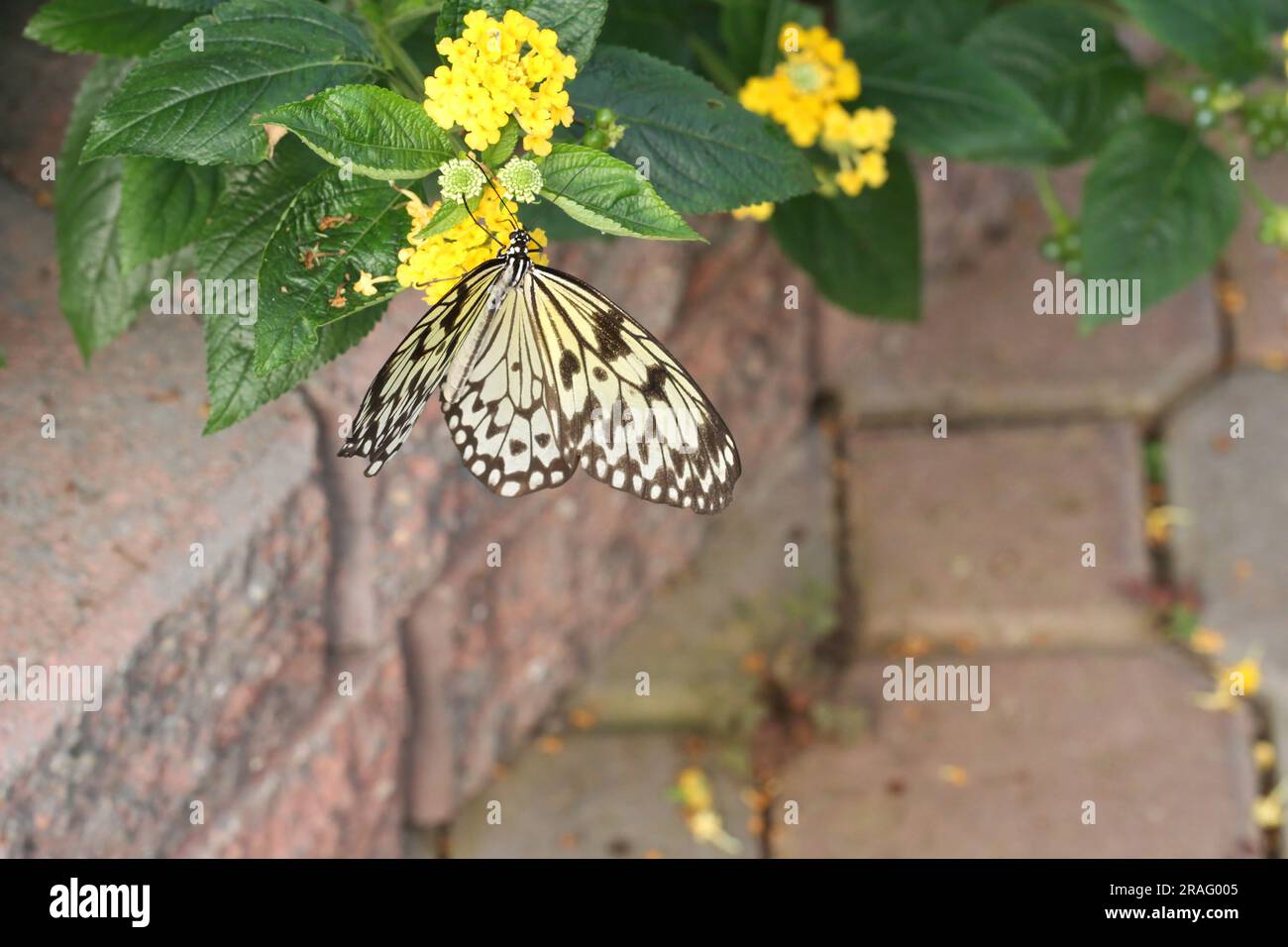 view of insects in insectarium Stock Photo - Alamy