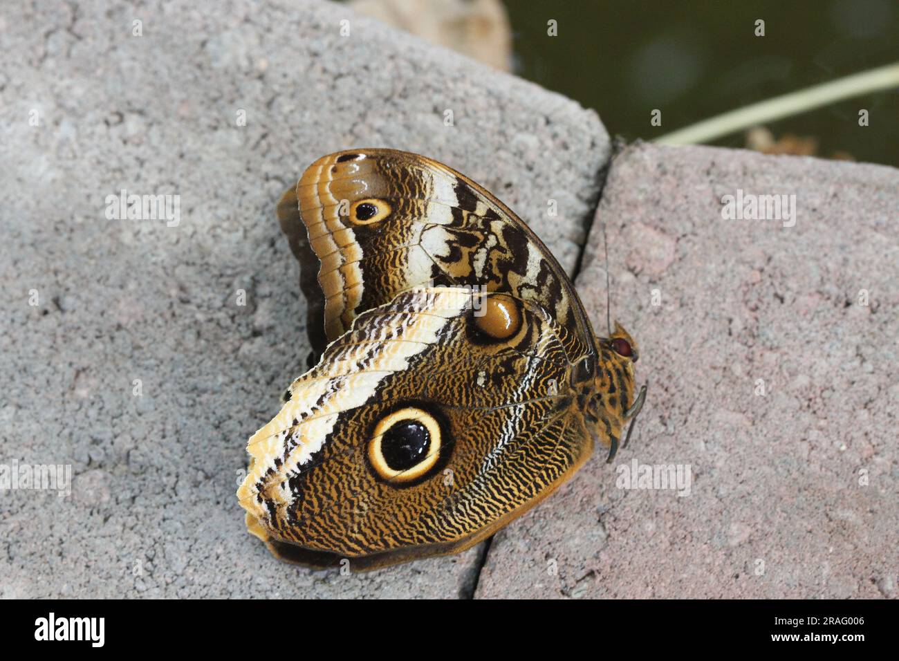 Newfoundland insectarium hi-res stock photography and images - Alamy