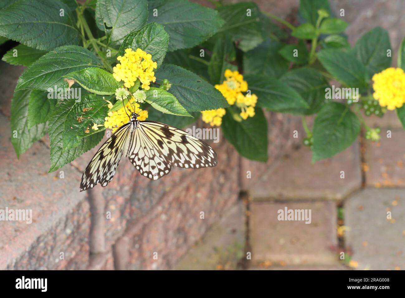 view of insects in insectarium Stock Photo - Alamy