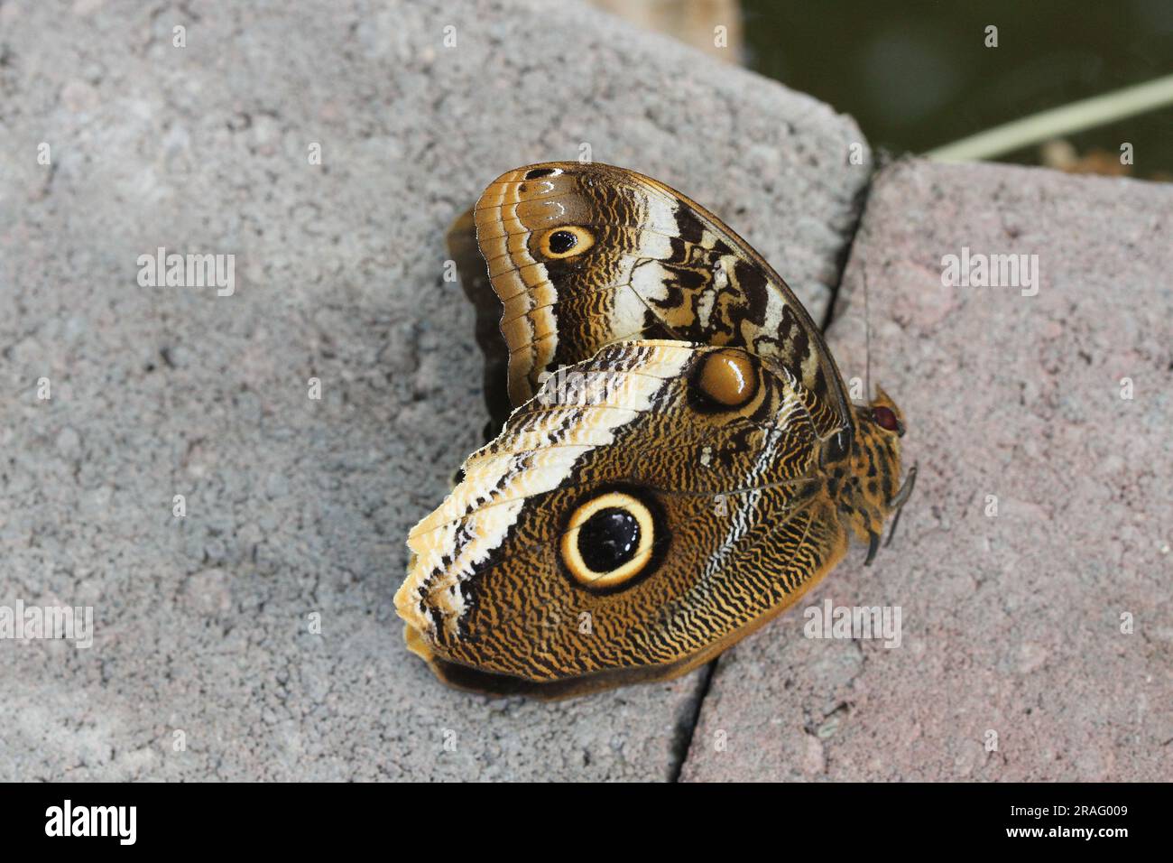 view of insects in insectarium Stock Photo - Alamy
