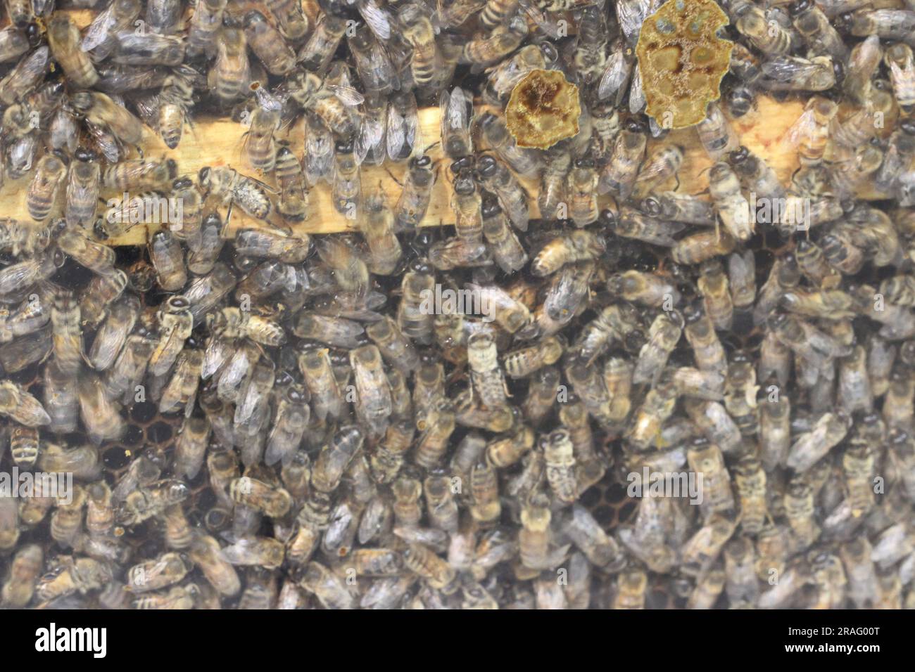 view of insects in insectarium Stock Photo - Alamy