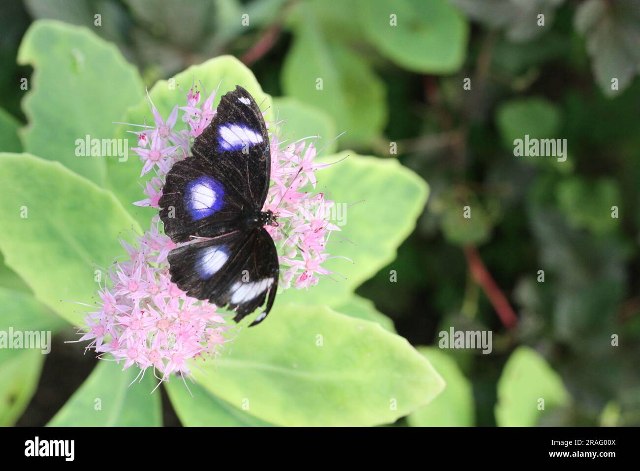 view of insects in insectarium Stock Photo - Alamy