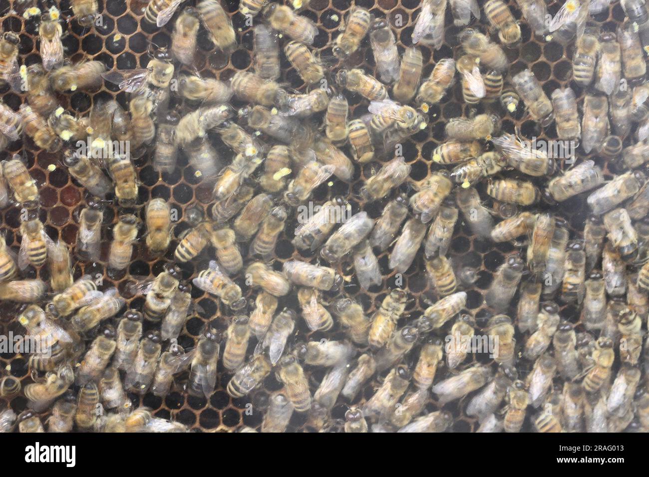 view of insects in insectarium Stock Photo - Alamy