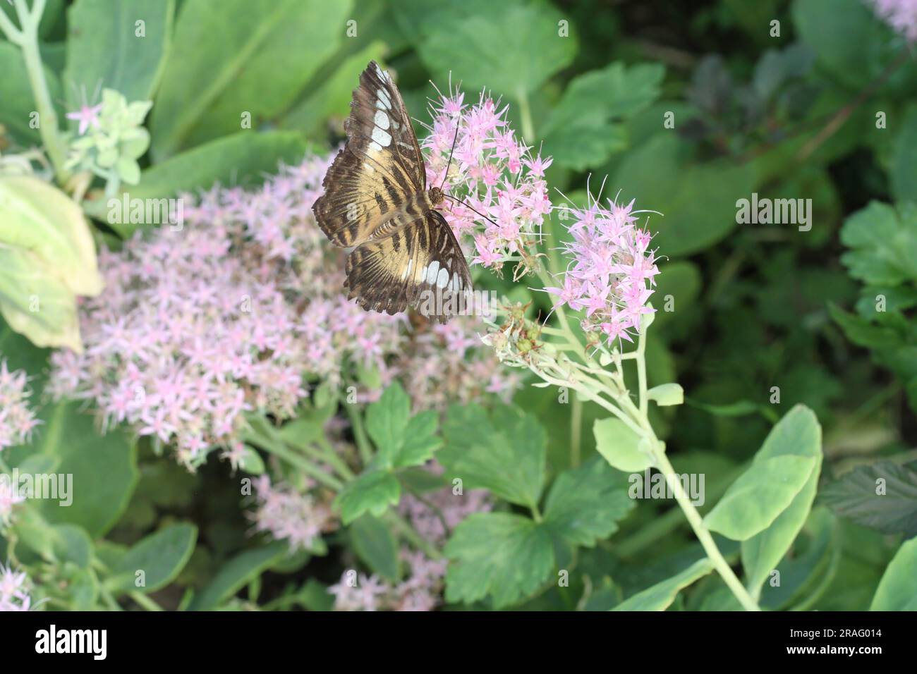 view of insects in insectarium Stock Photo - Alamy