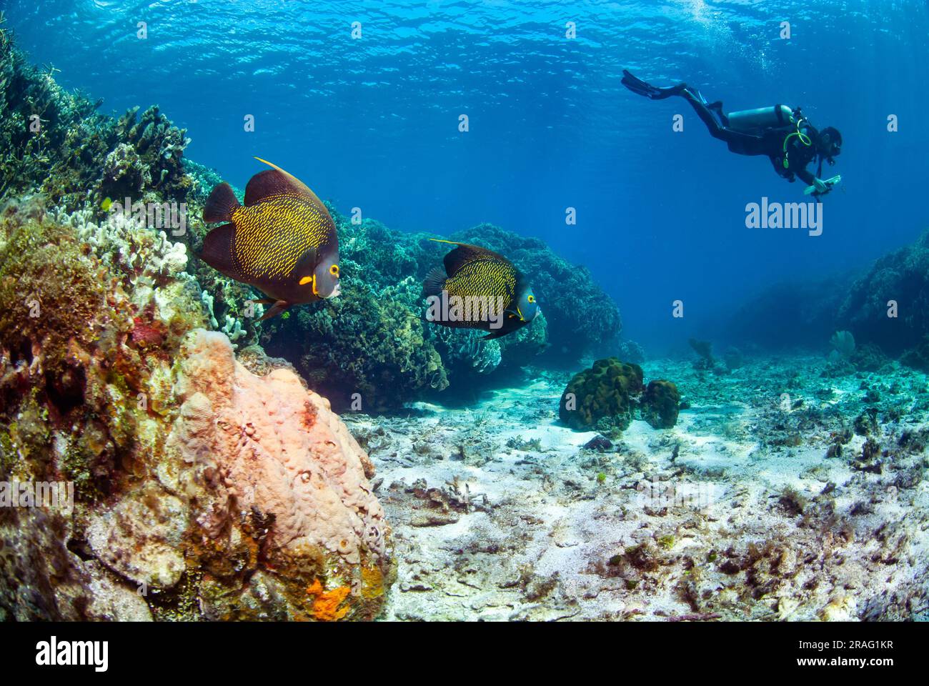 French angelfish (Pomacanthus paru) with scuba diver swimming over ...