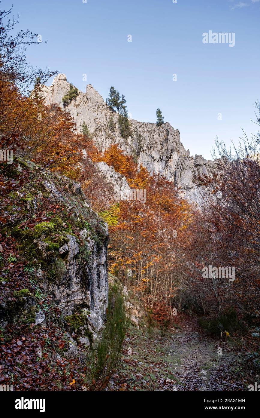 Autumn landscape in the forest of Argovejo, León province, Spain Stock ...