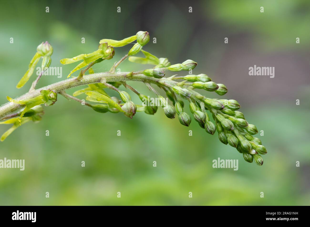 Close up of a common twayblade (neottia ovata) orchid Stock Photo - Alamy