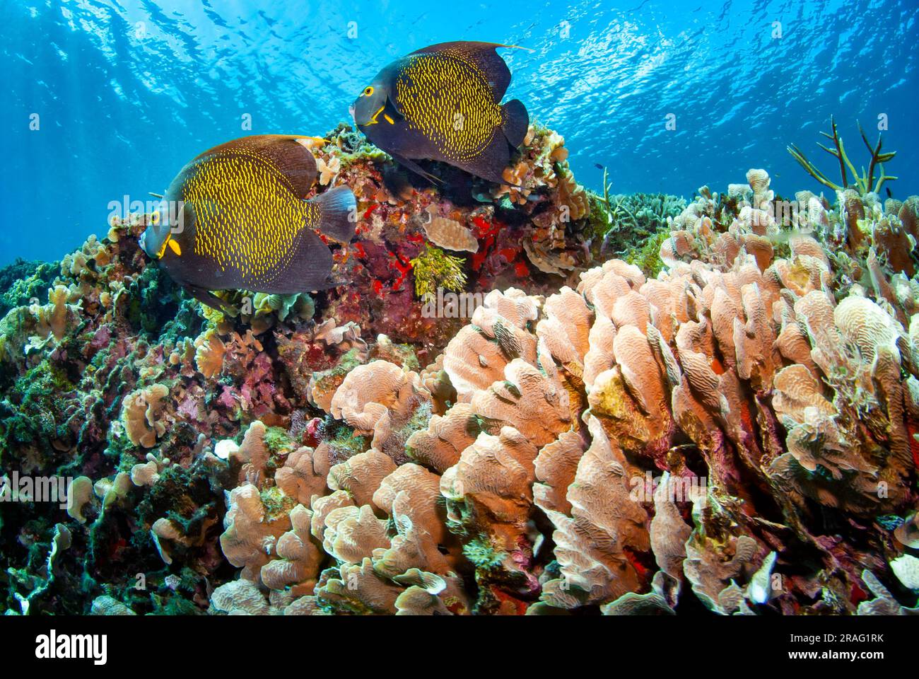 French angelfish (Pomacanthus paru) swimming over coral reef Stock ...