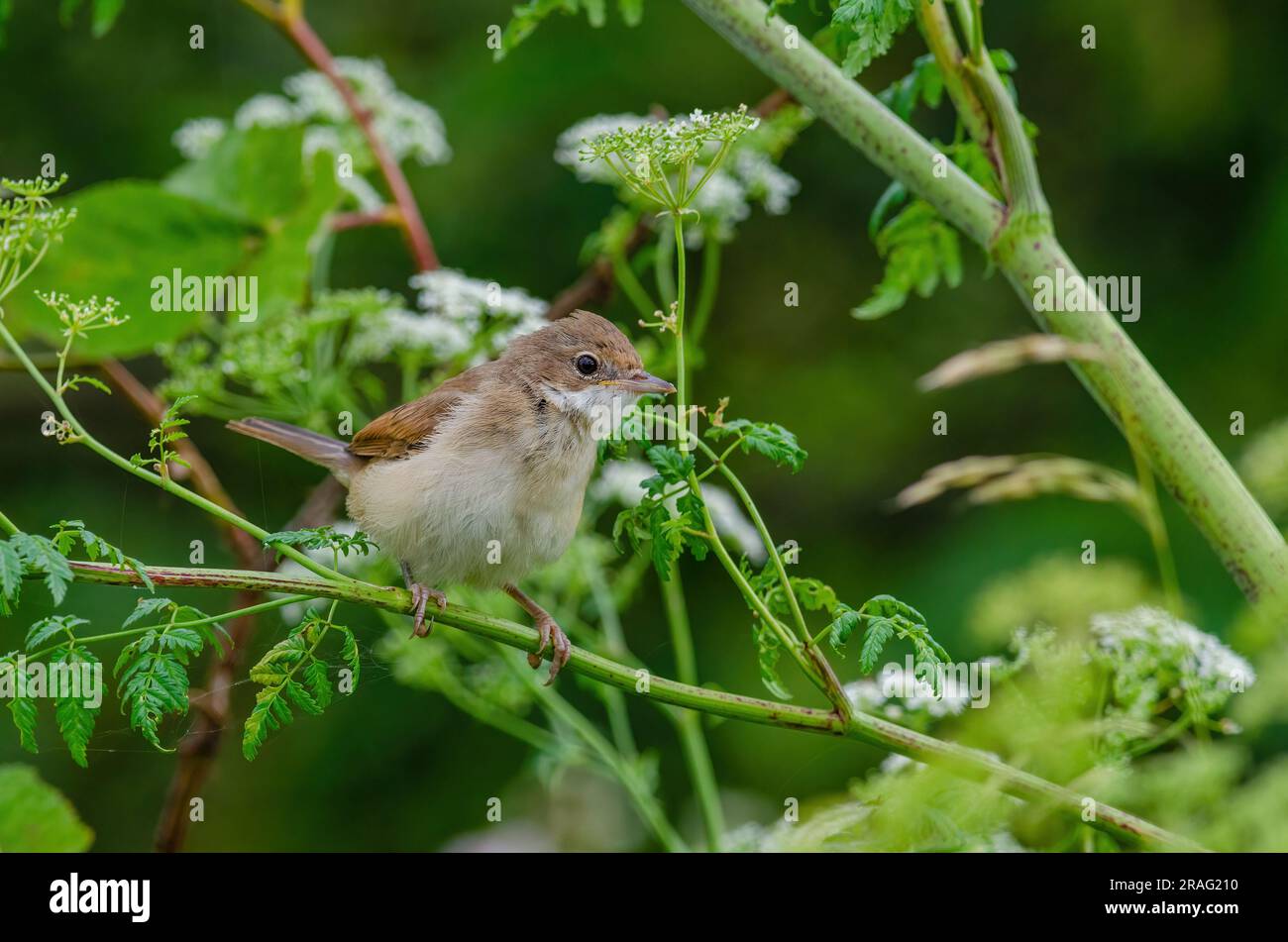 British fledgling birds hi-res stock photography and images - Alamy