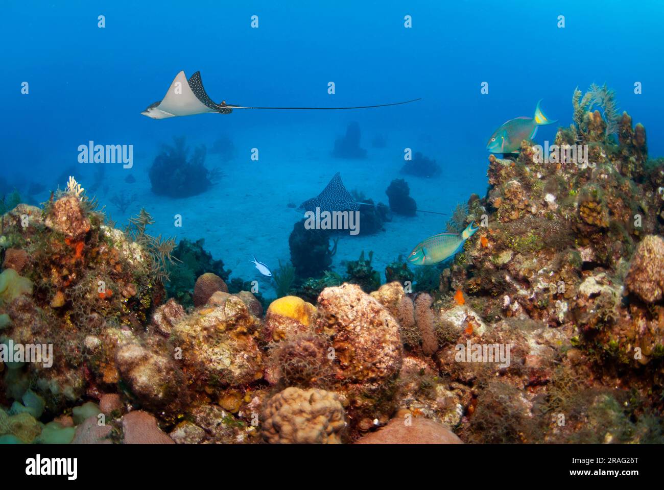 Spotted eagle ray (Aetobatus narinari) swimming over the coral reef ...