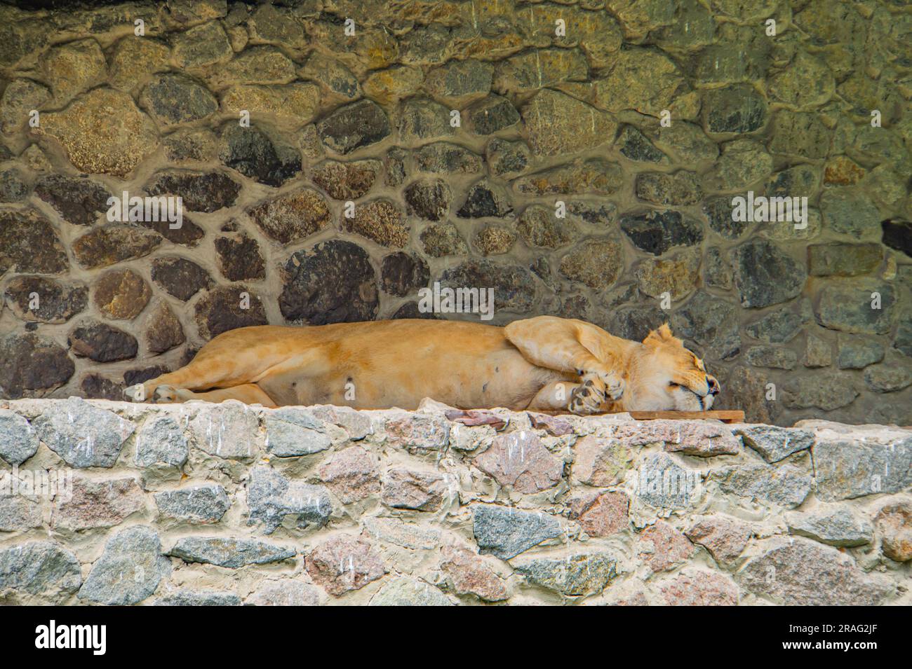 LIONESS SLEEPING IN SUN ON ROCK. A lioness Panthera leo lies and rests ...