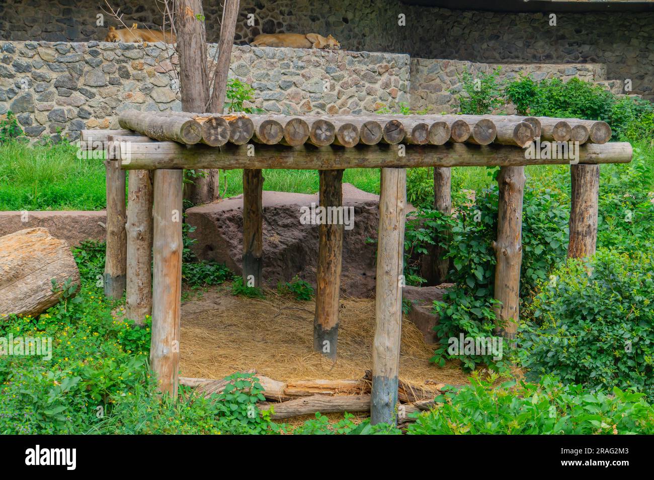 Wooden platform, log structure for animals, wooden house for the lion ...