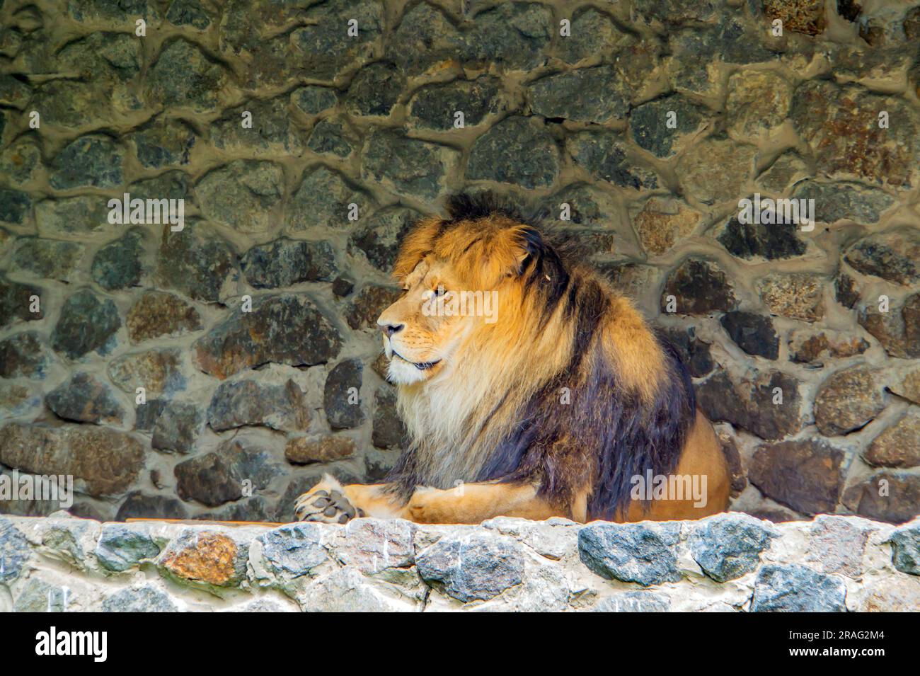 Beautiful Mighty Lion. A beautiful lion with big mane lies on the rocks ...