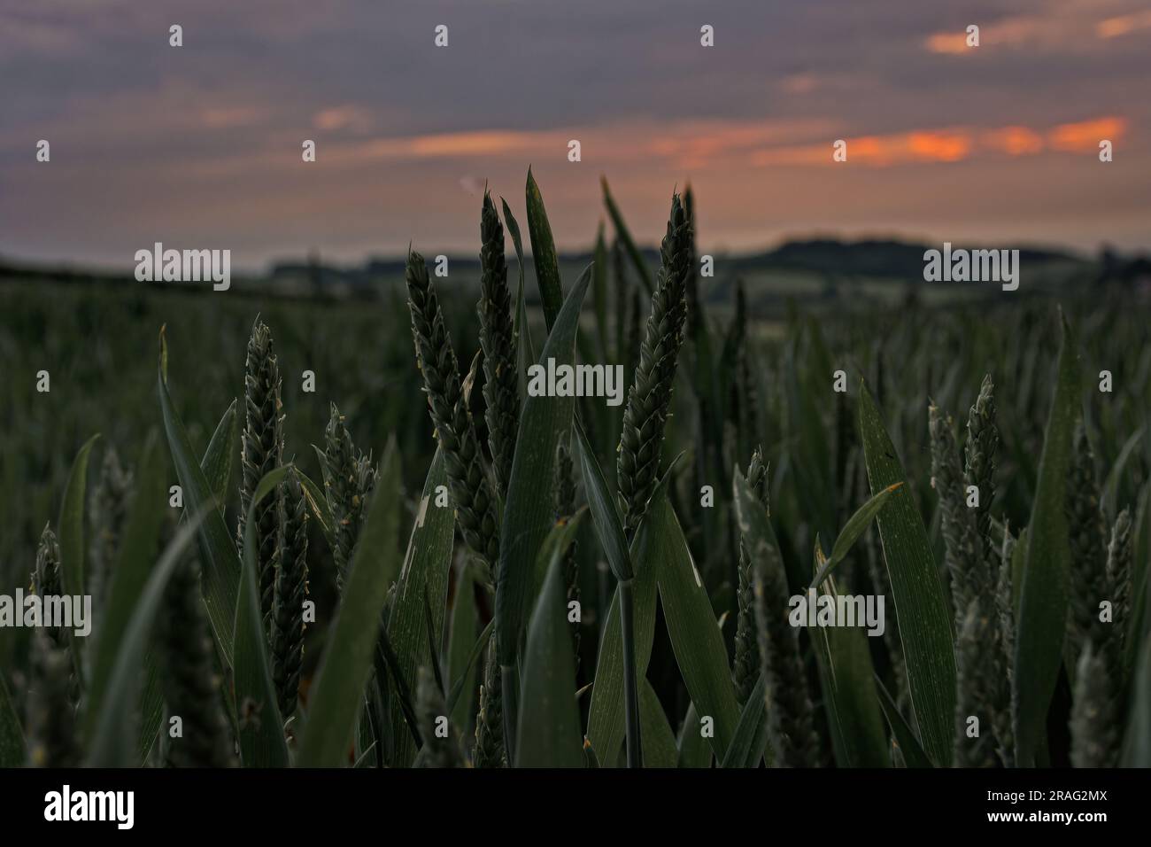 Circuit of Bath sunset walk Stock Photo - Alamy