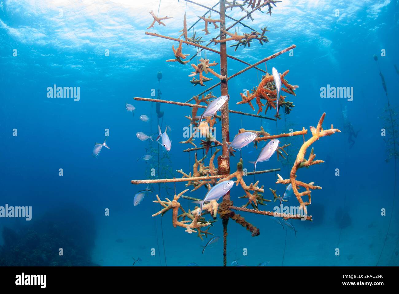 Coral fragments of Staghorn coral (Acropora cervicornis) growing in a ...