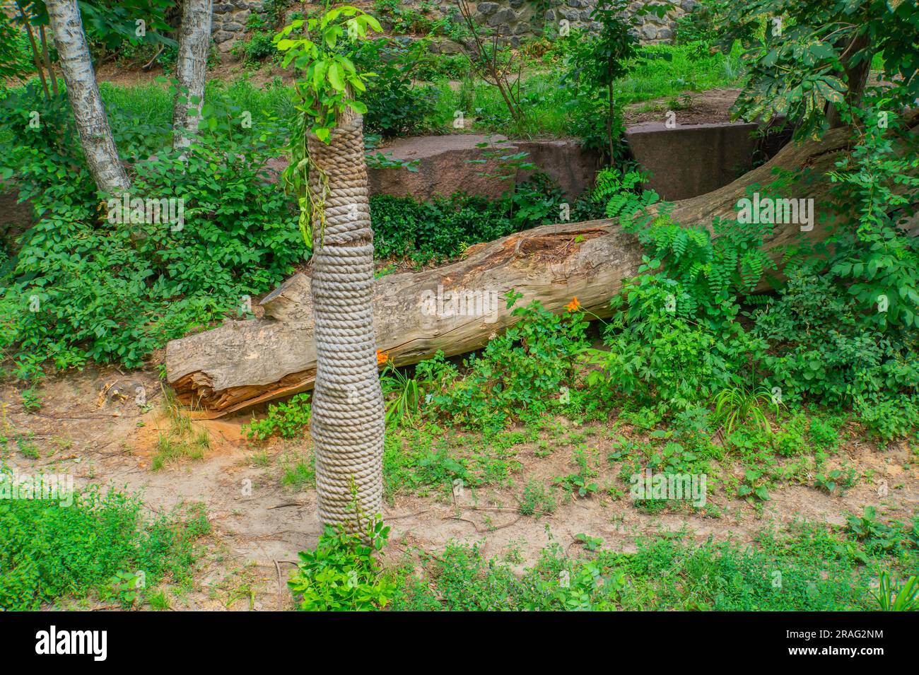 Detail of a rope wrapped around a tree trunk. The trunk of a tree ...