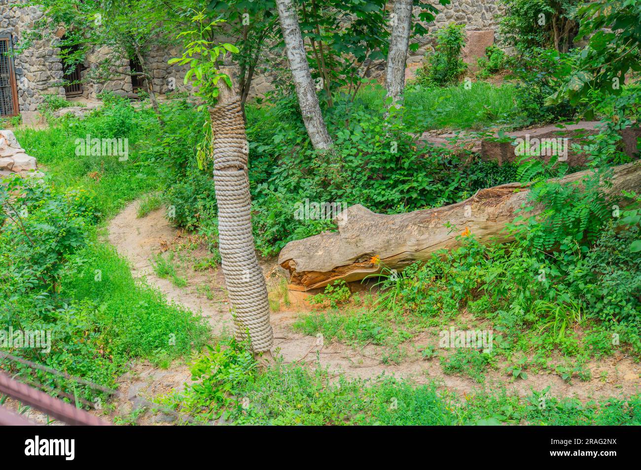 Detail of a rope wrapped around a tree trunk. The trunk of a tree ...