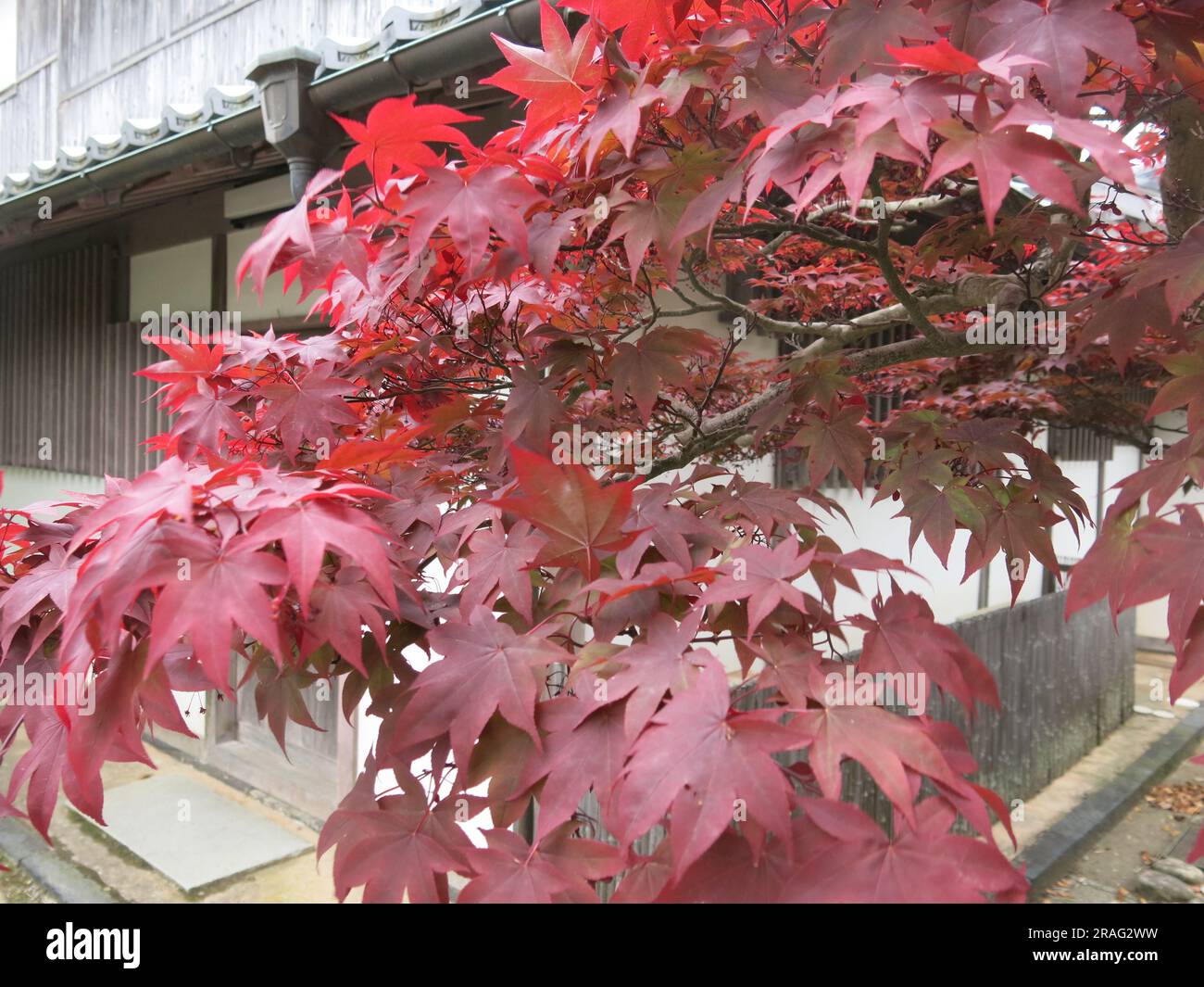 Close-up of the vivid bronzed red, maple-shaped leaves of an acer, a ...