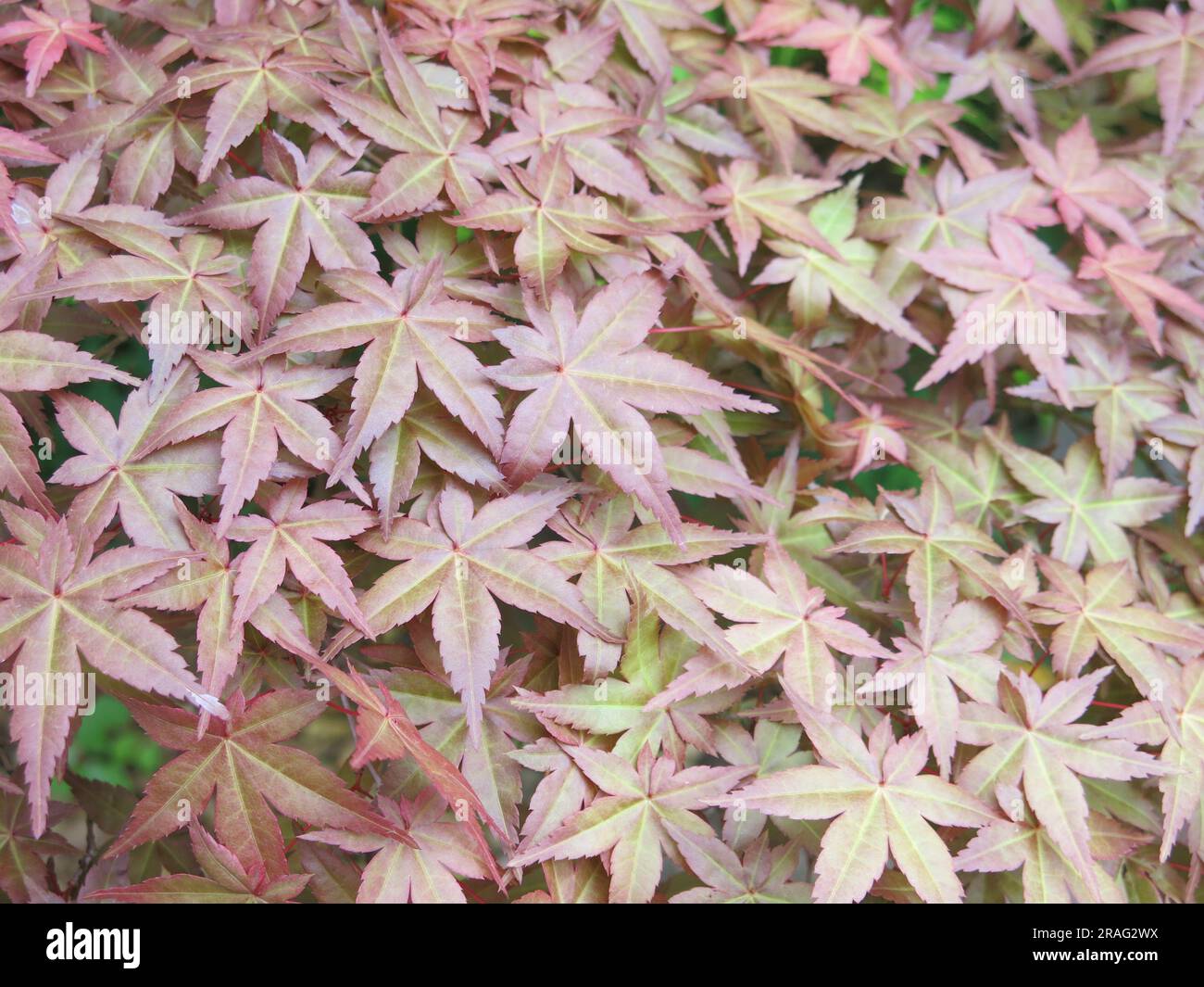 Japanese foliage in close-up: maple-shaped leaves of an acer tree in a ...