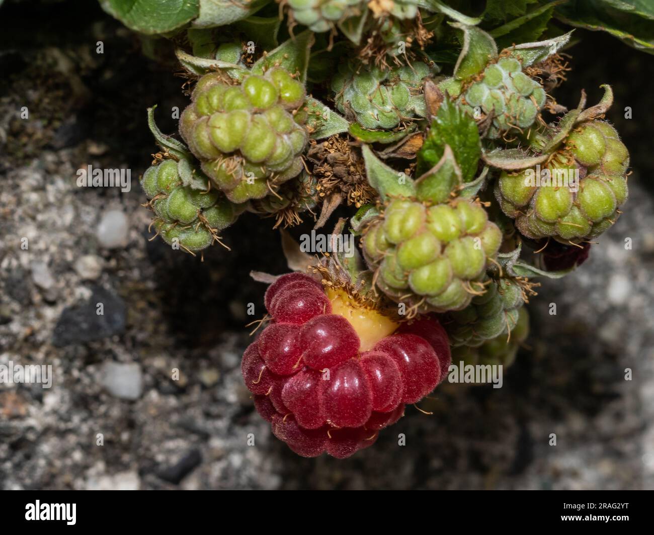 Gardening cultivation hi-res stock photography and images - Alamy