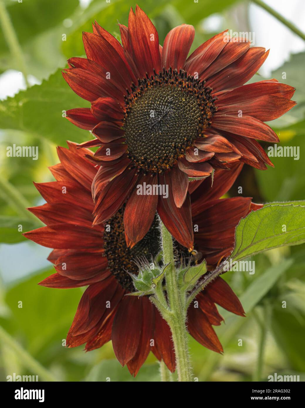 Beautiful garden images hi-res stock photography and images - Alamy