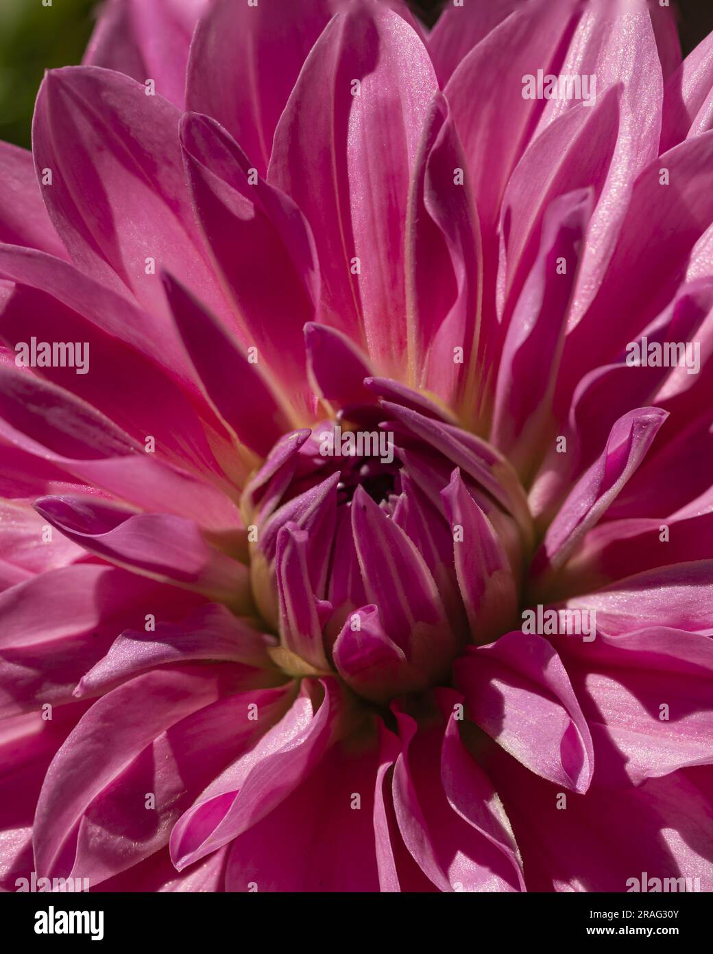 Dahlias pictures hi-res stock photography and images - Alamy