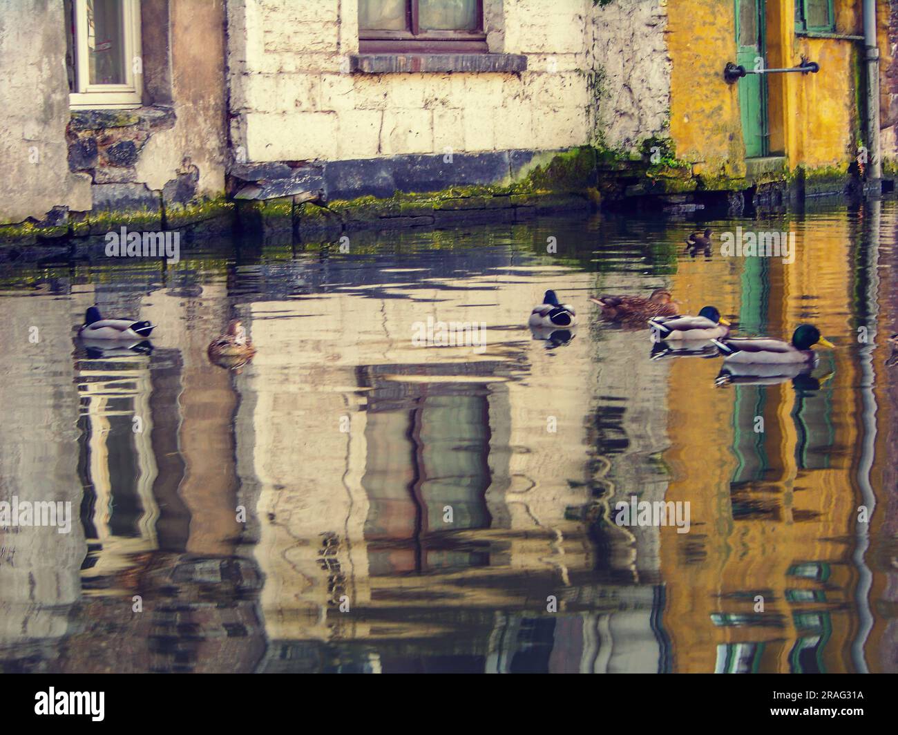 Mallard ducks swiming in the Bruges canals in Belgium. With reflections ...