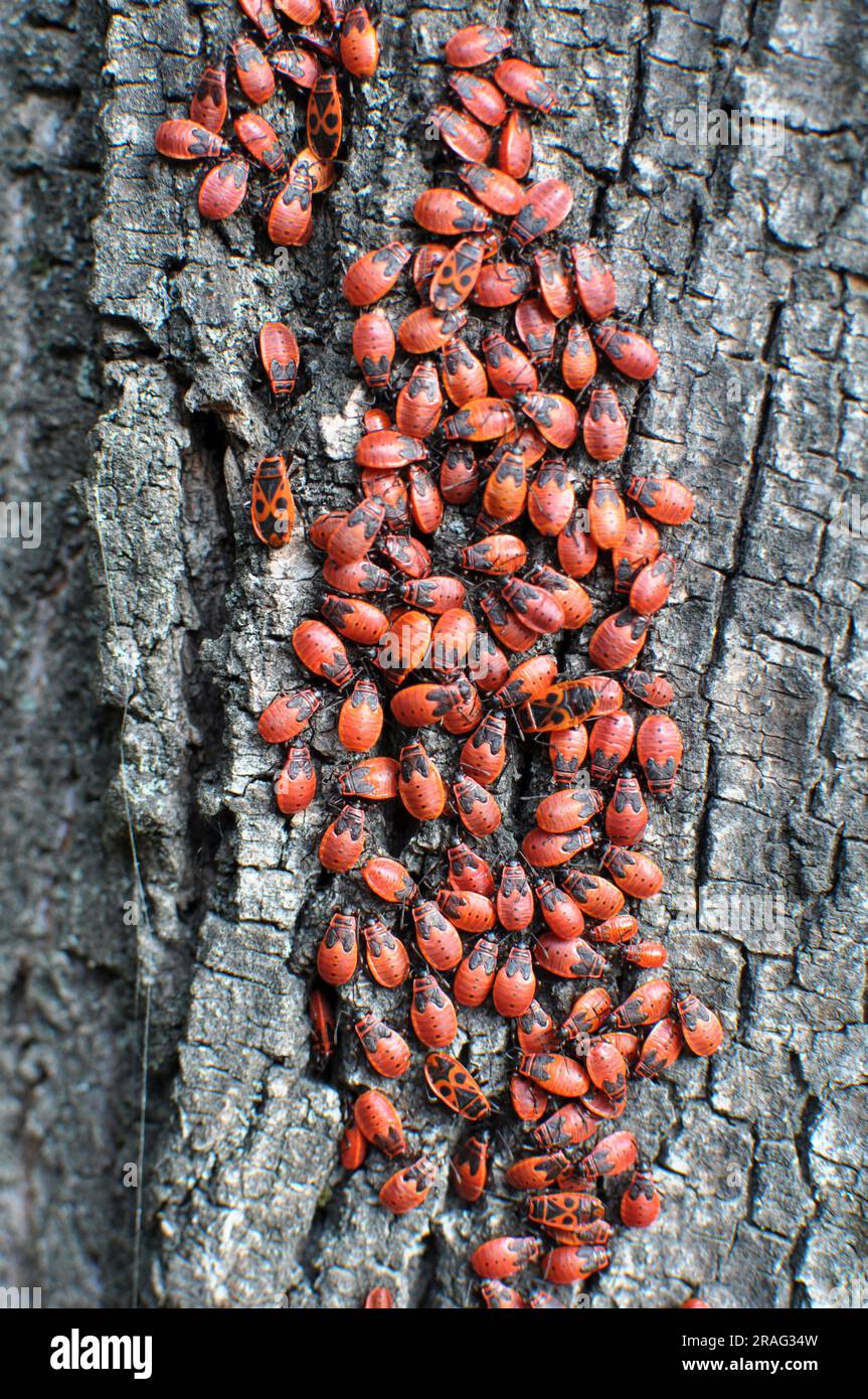 Colony of Pyrrhocoris apterus beetles in the wild on a tree trunk Stock ...