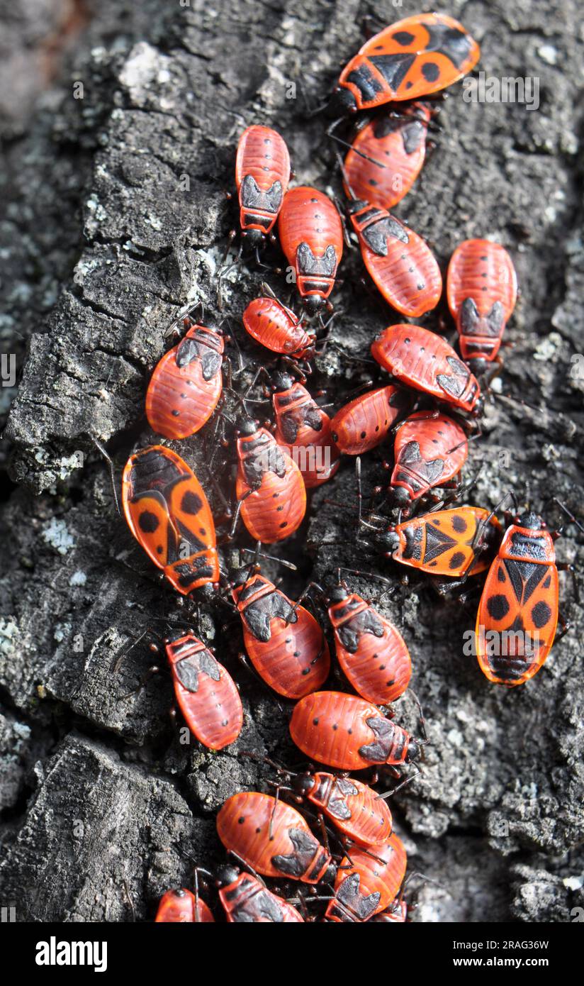 Colony of Pyrrhocoris apterus beetles in the wild on a tree trunk Stock ...