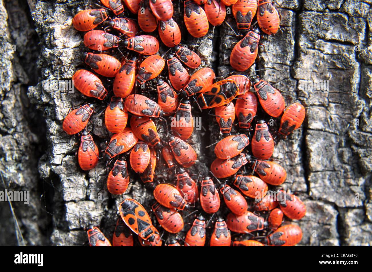 Colony of Pyrrhocoris apterus beetles in the wild on a tree trunk Stock ...