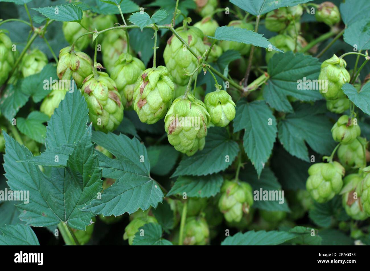 Hop cones grow on the stem of the plant Stock Photo - Alamy