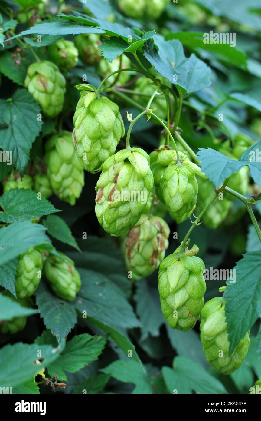Hop cones grow on the stem of the plant Stock Photo - Alamy