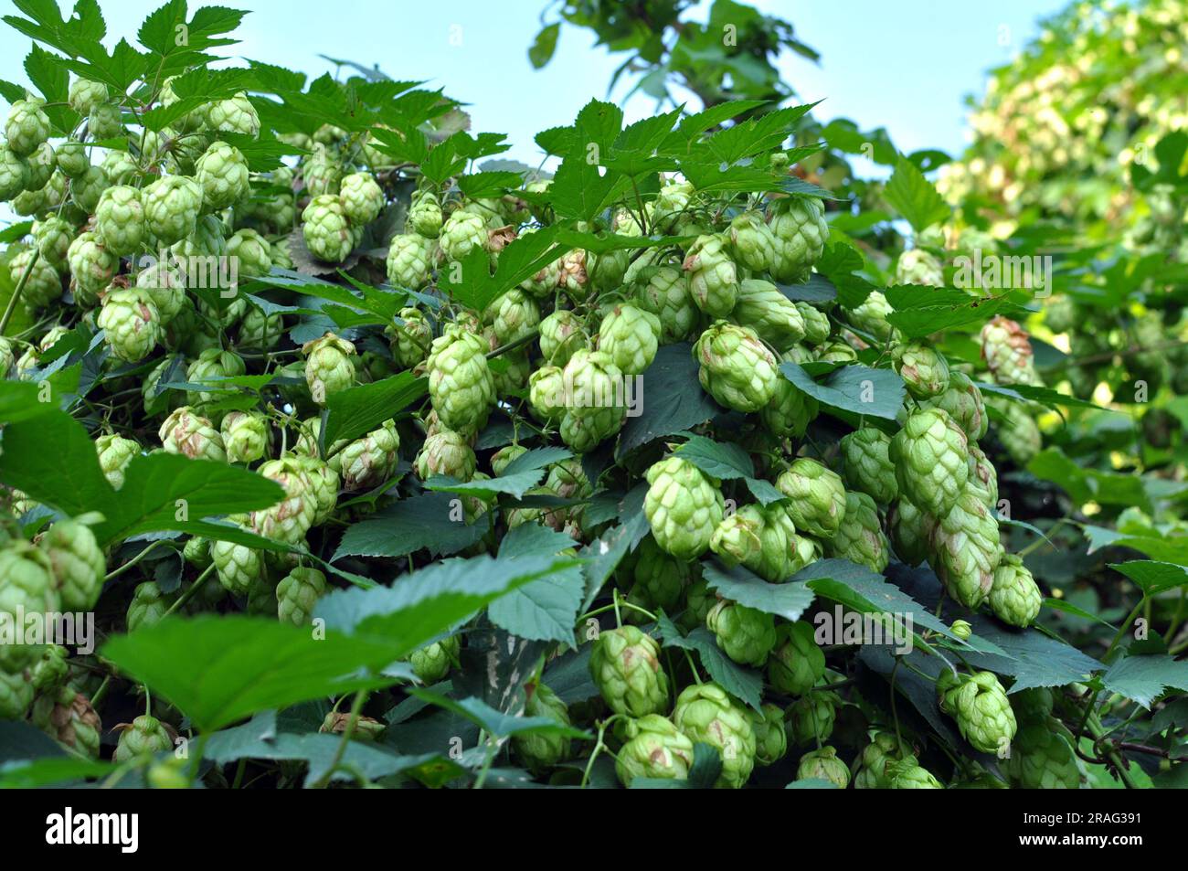 Hop cones grow on the stem of the plant Stock Photo - Alamy