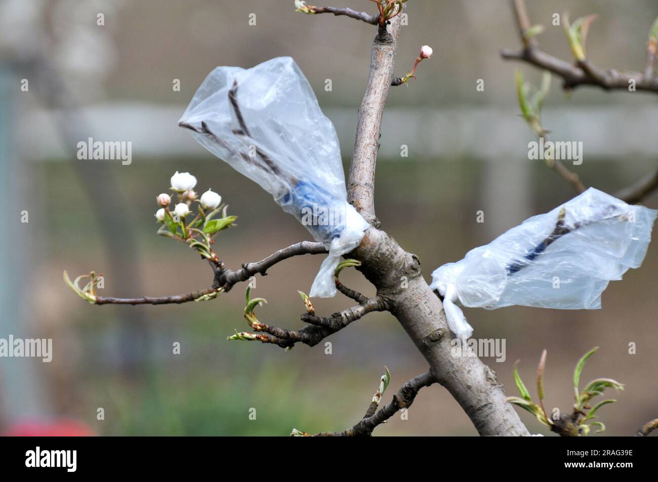 Grafted plant hi-res stock photography and images - Alamy